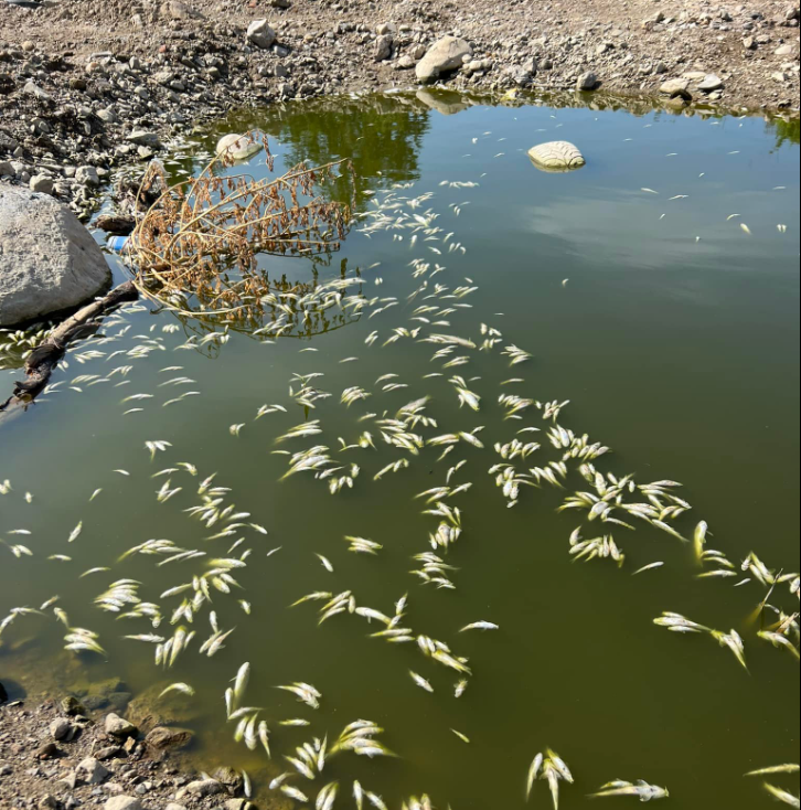 Ngordhin peshqit në 'lumin e Shtrembër' në Kamenicë - FOTO