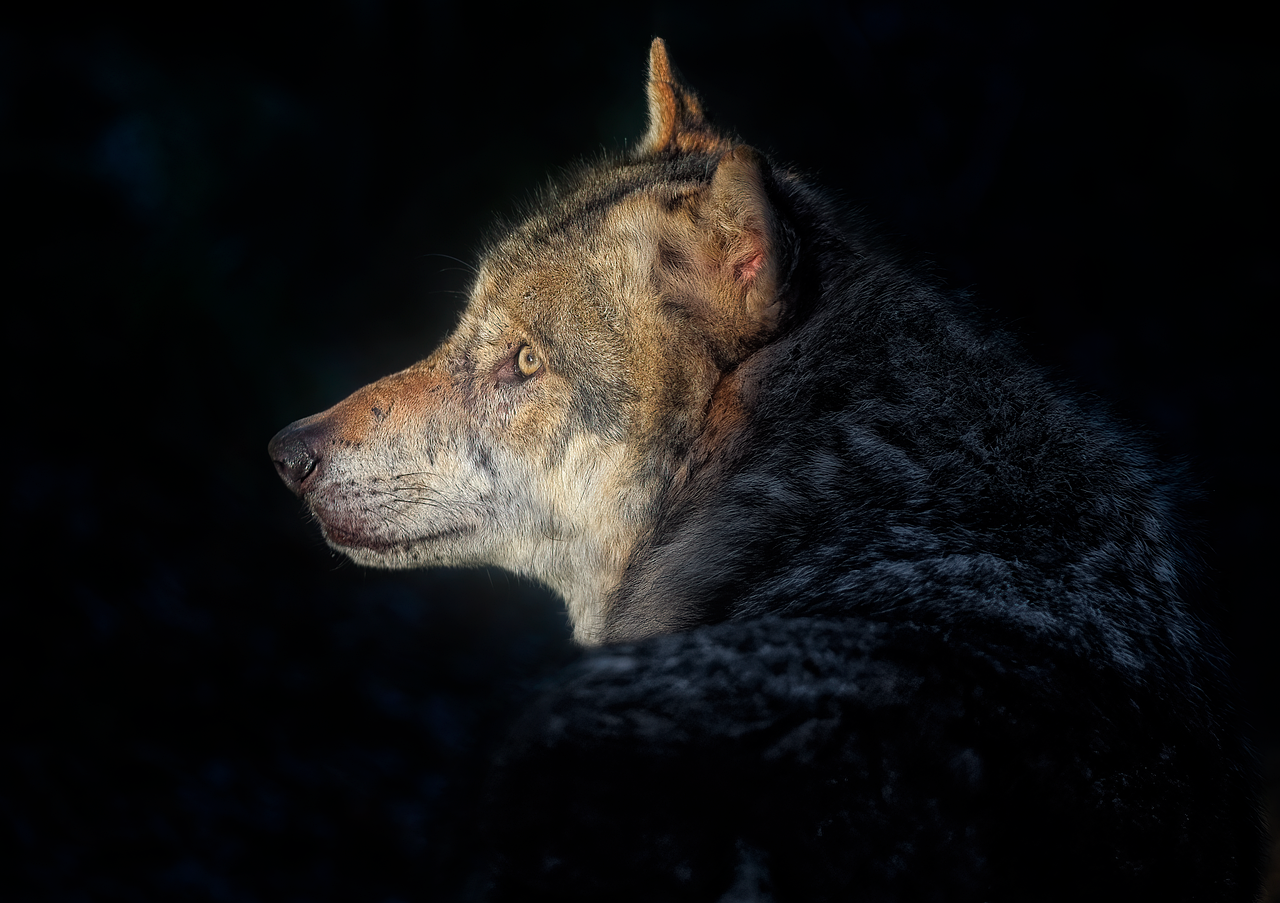 Ujku sulmon një fëmijë 5-vjeçar në Shtërpcë